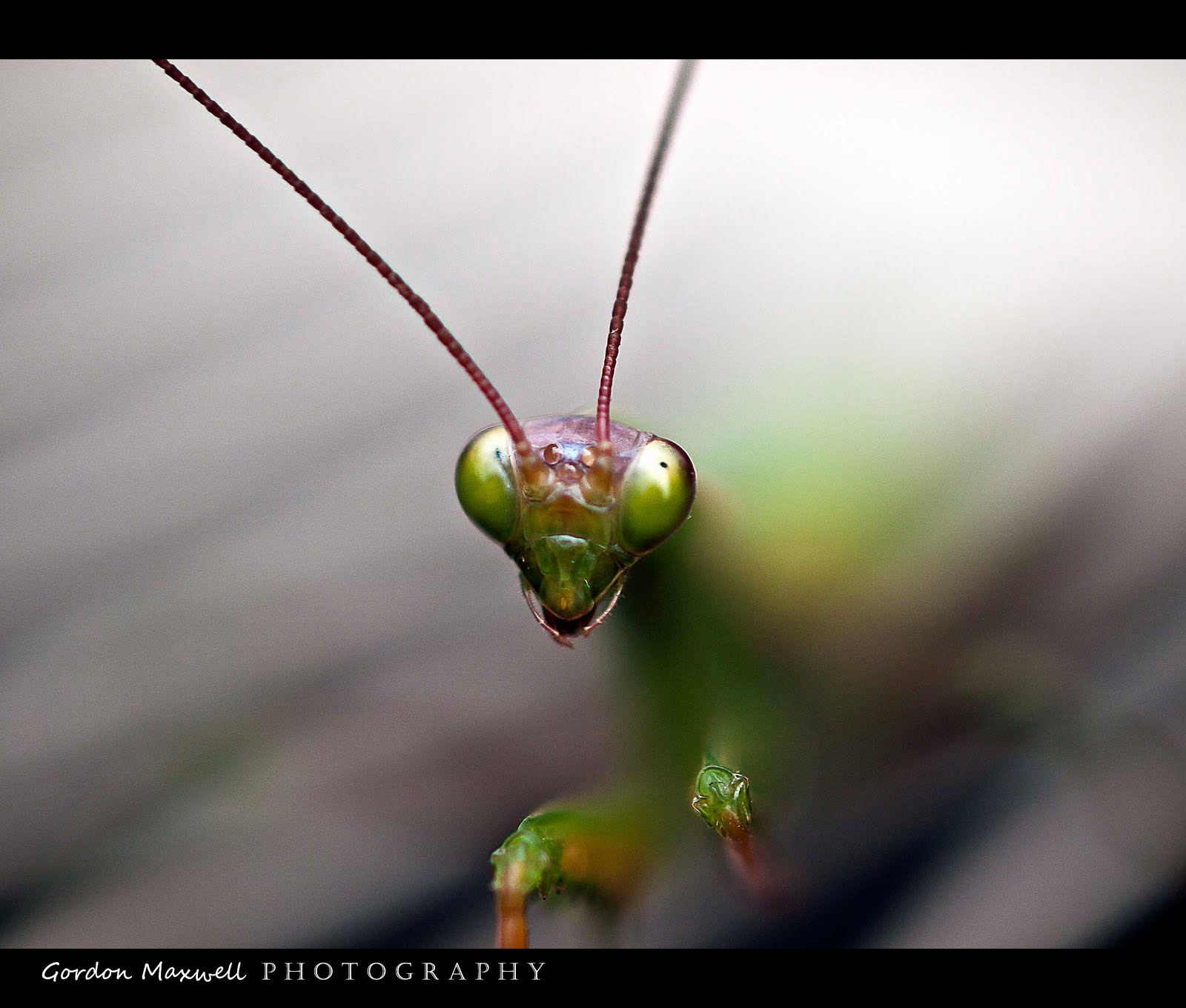 Gordon Maxwell Photography: Macro Photography