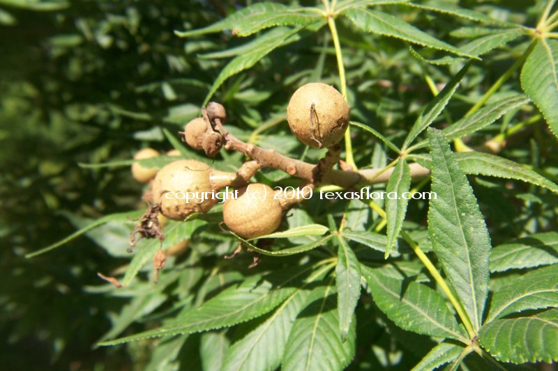 Texas Flora: Texas Buckeye/White Buckeye Aesculus glabra var. arguta