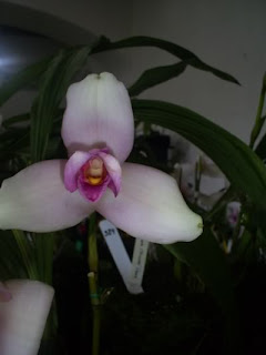 Las Orquideas un tesoro Natural: La historia de Lycaste skinneri y sus ...