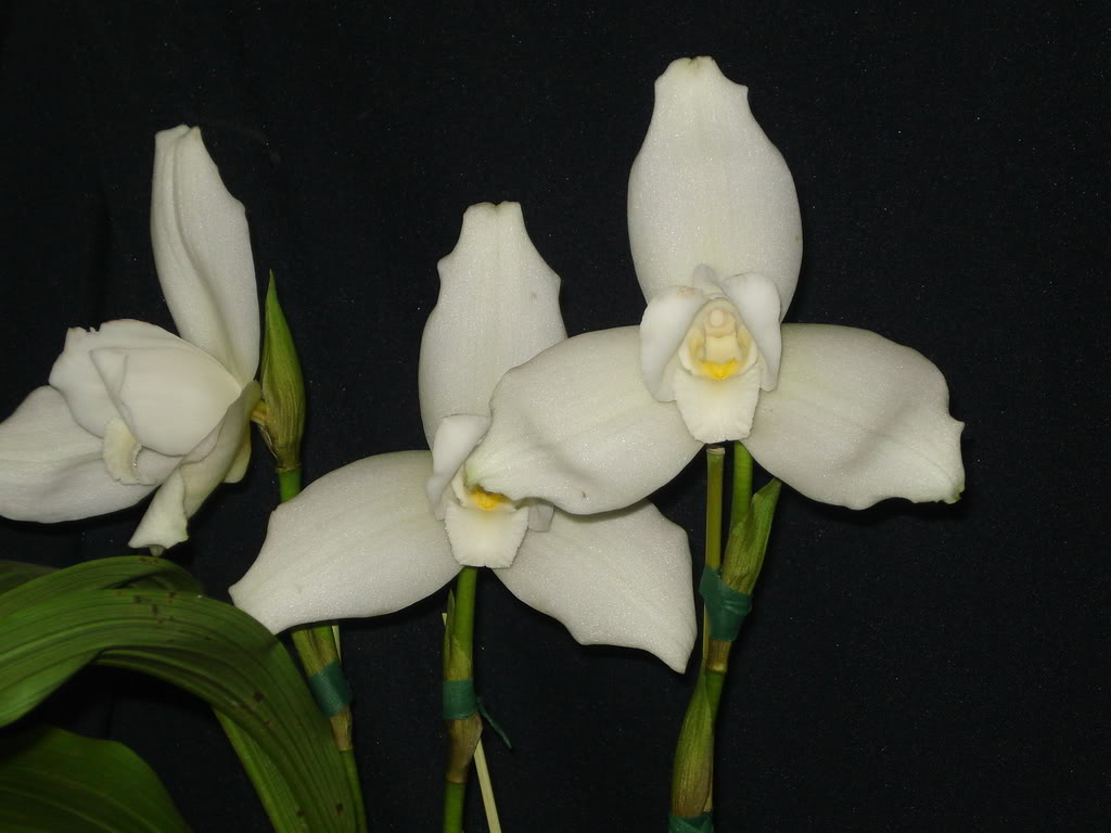Las Orquideas un tesoro Natural: La historia de Lycaste skinneri y sus ...