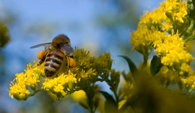 La Salud, enfermedades, tratamientos y consejos de salud: Propiedades ...