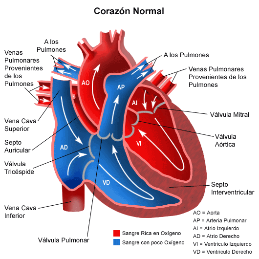 El Cuerpo Humano: Zona ventricular del corazón