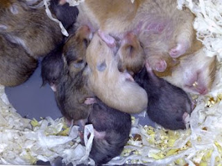 HAMSTERS UNITED: The Beginning: Hamster babies mini journal