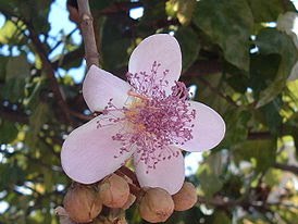 Plantas Tintoreas: Taxonomia de las plantas tintoreas