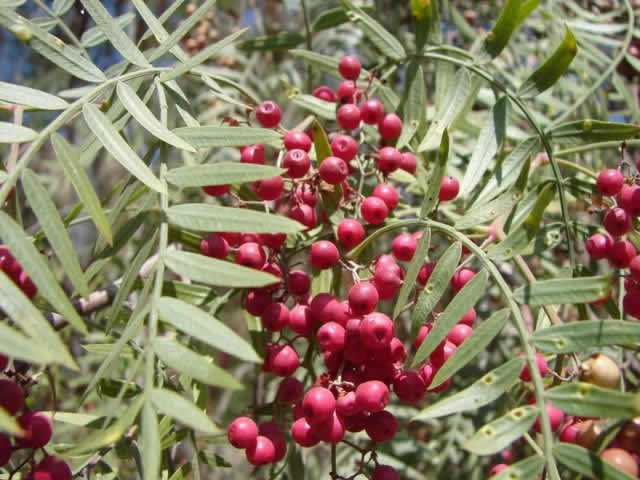 Plantas Tintoreas: Molle huiñan