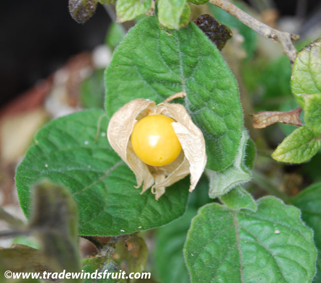 Plantas Tintoreas: Mullaca