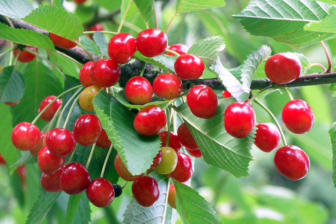 EN-TOLOSAN: La merise ...