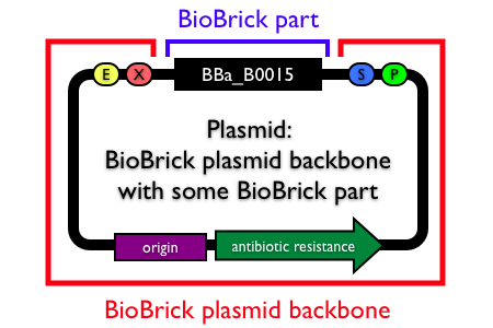 Life of a Lab Rat: Creating Biobricks
