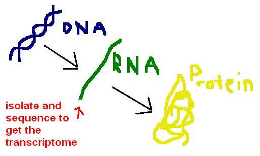 Life of a Lab Rat: Colony behaviour and metatranscriptomics