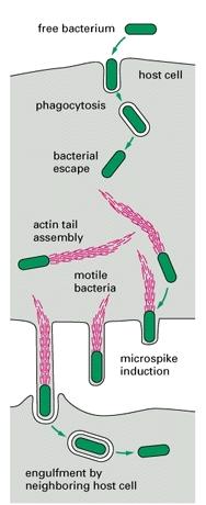 Life of a Lab Rat: November 2010