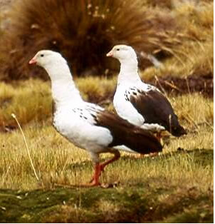 Proyecto: Adopta Un Animalito Silvestre