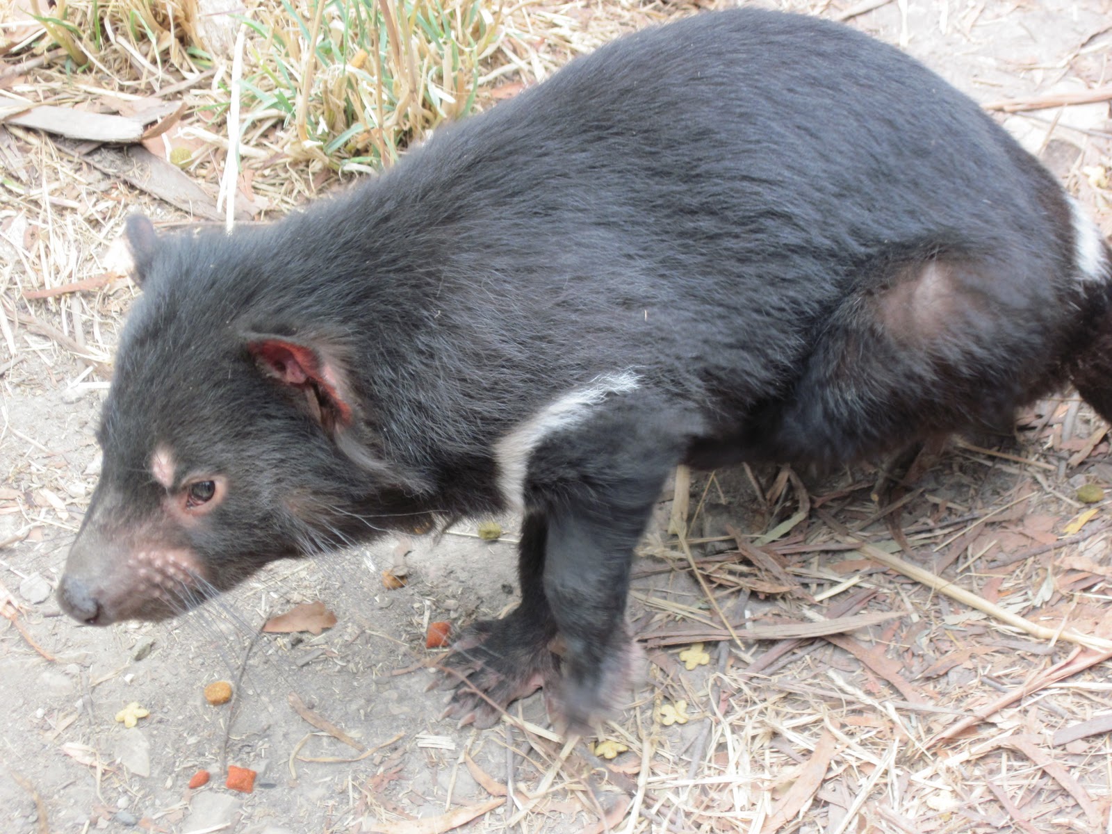 Neduška bloga: Tasmanski vrag