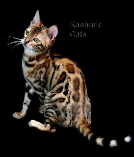 Revista Gatos e Cia: Bengal: Gato doméstico, Aparência Selvagem!