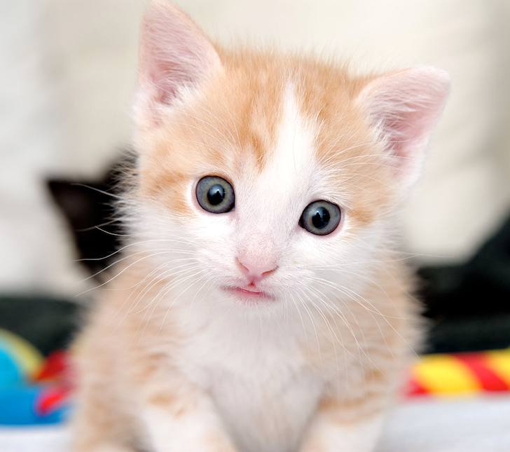 Revista Gatos e Cia: Época de Bebê: saiba mais