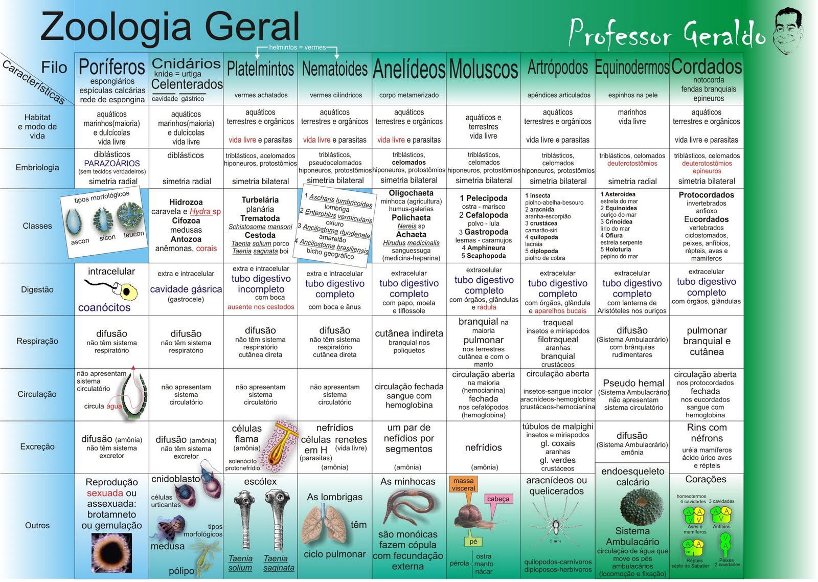 EzoideZoo: Tabela Resumo Zoologia