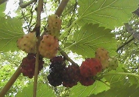 Fruits: Morus