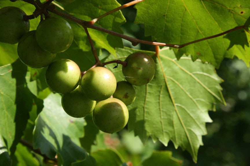 Art of the Day: Southern Grapes
