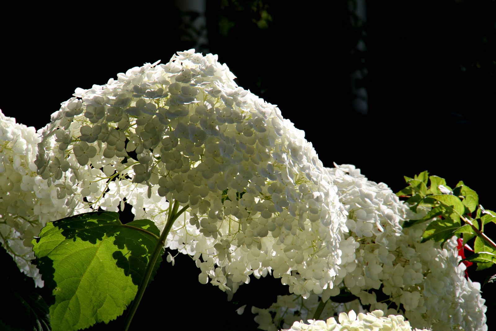 McDonald Mansion, Santa Rosa, CA