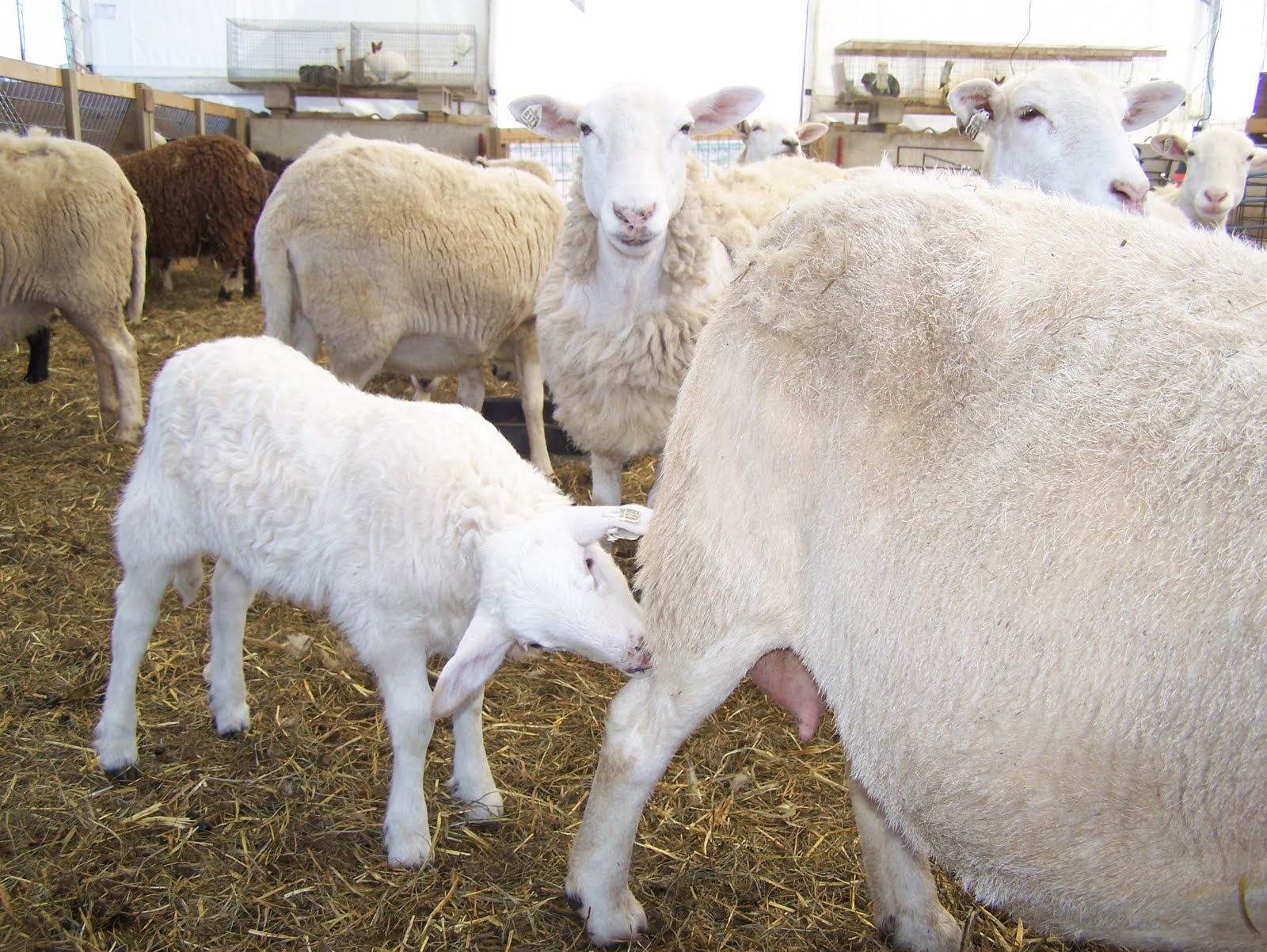 WalkingWool™Studio+Gallery: 70 Degrees + at Overlook Farm/Heifer ...