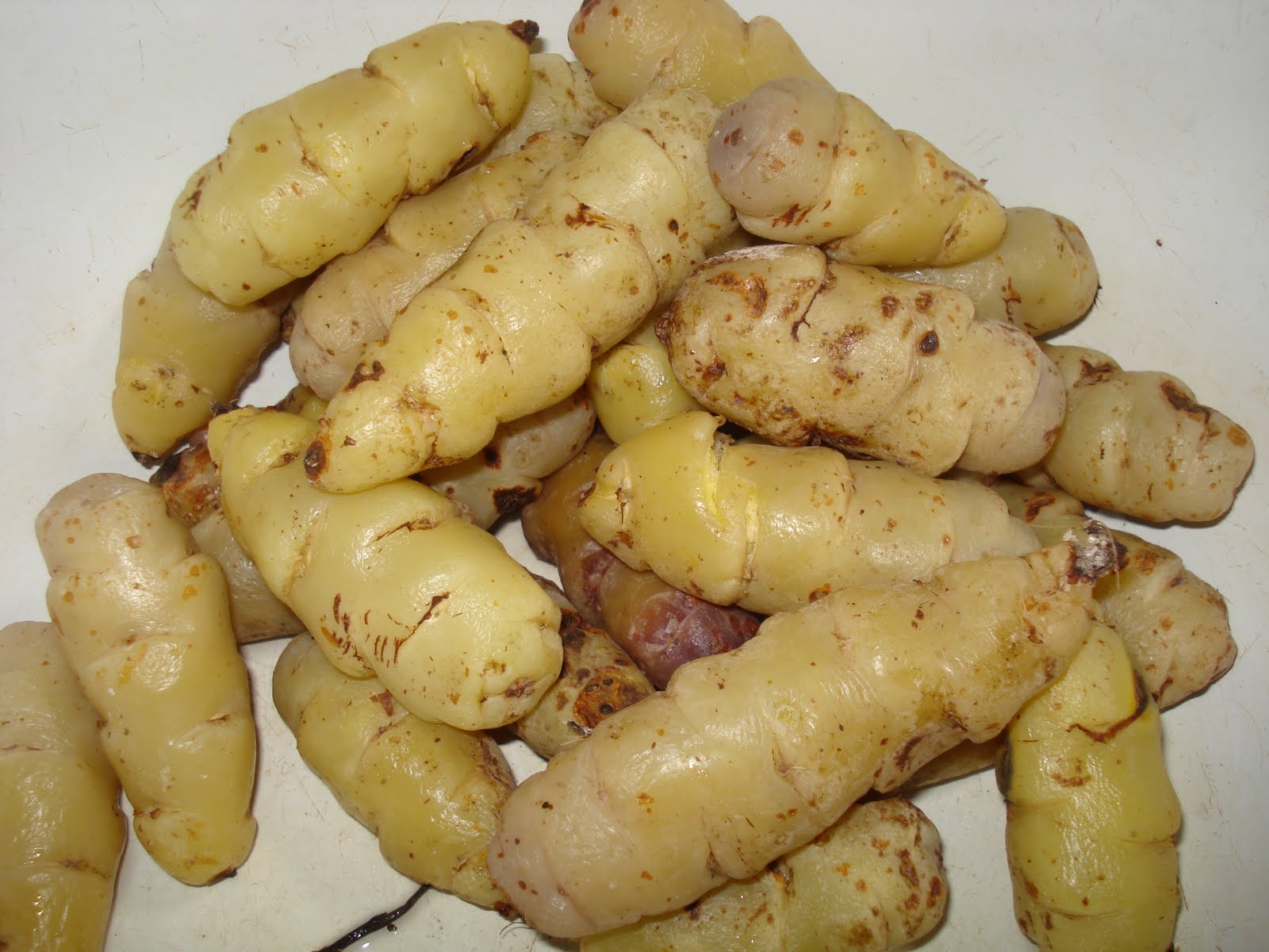 Molino "Los Andes" - Yungar: La oca y el cuy Ancashino (Yungar)