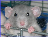 Rattus rattus - Rattus norvegicus: TWISTERS