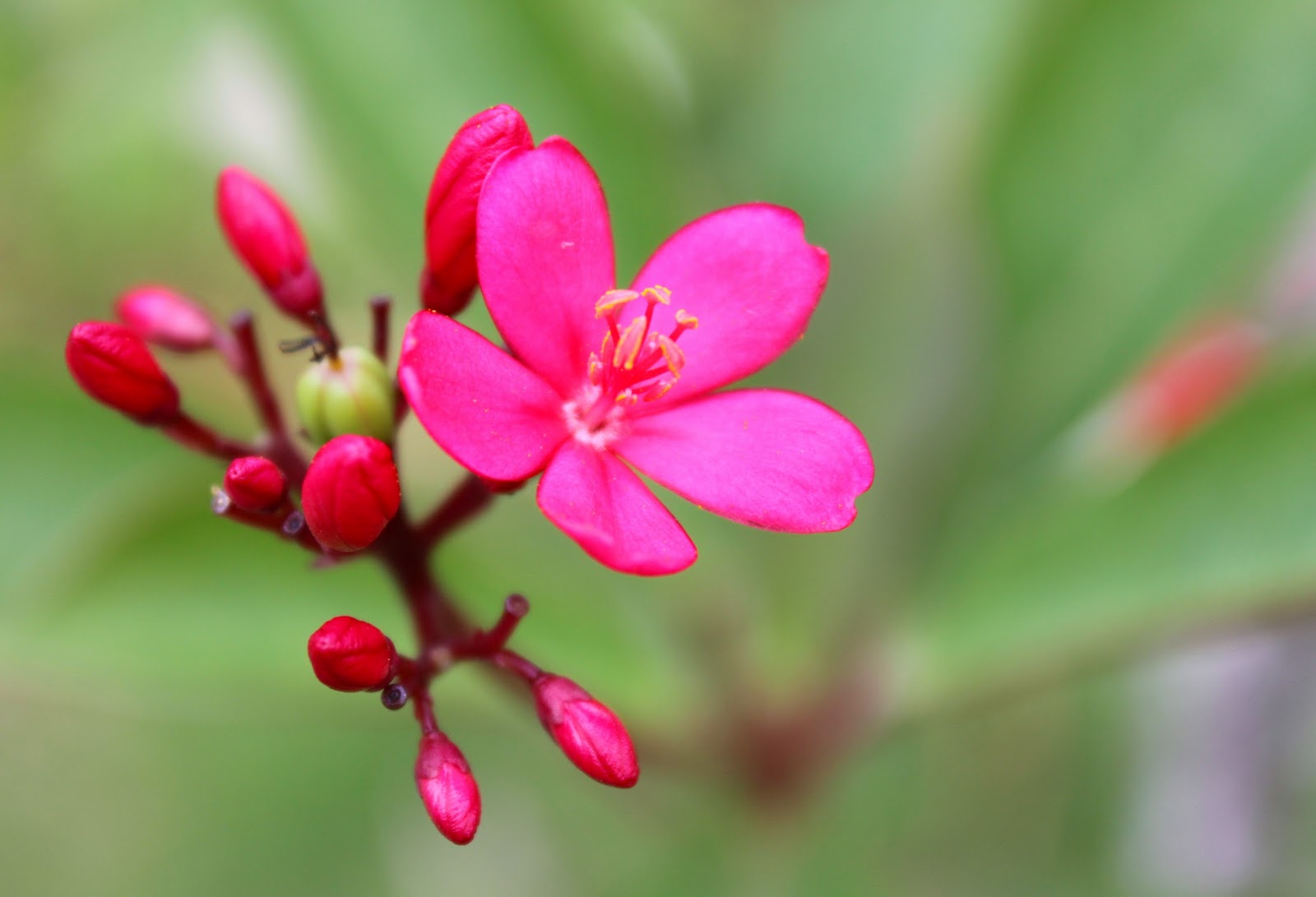 My Life: fotografi bunga kala senggang