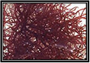 "@LL aBoUt tHinGs" & BioLogY: ALGA ( Rhodophyceae, chlorophyceae , dan ...