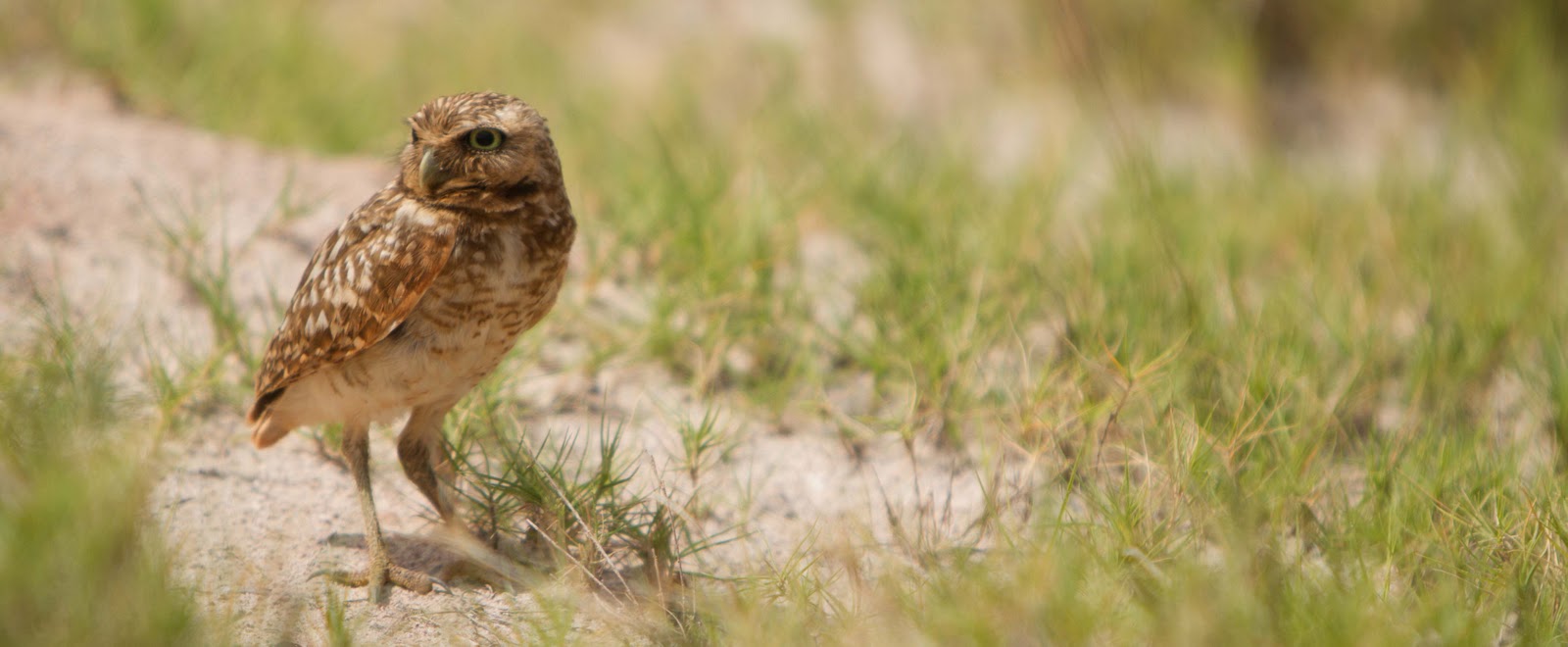 Aruba Photography, Timeless-Pixx: Shoco