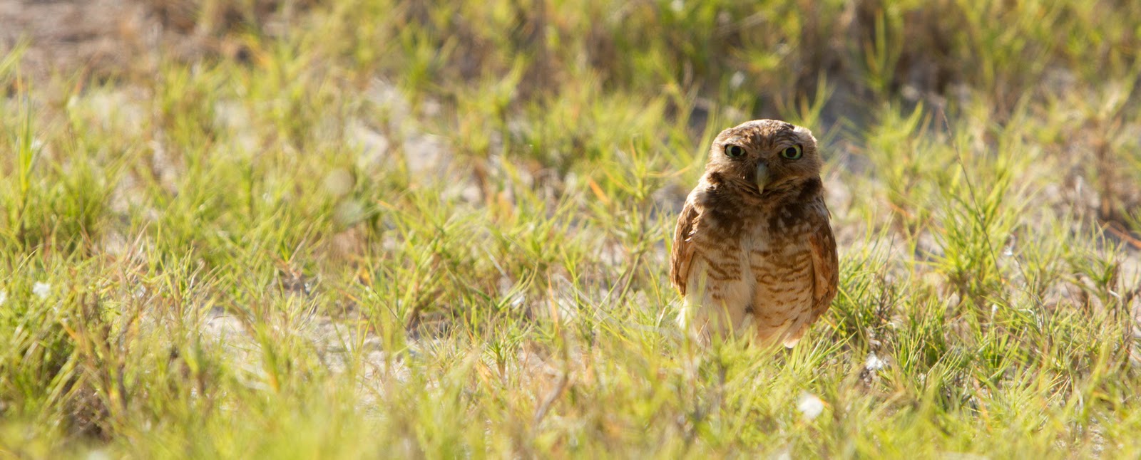 Aruba Photography, Timeless-Pixx: Shoco