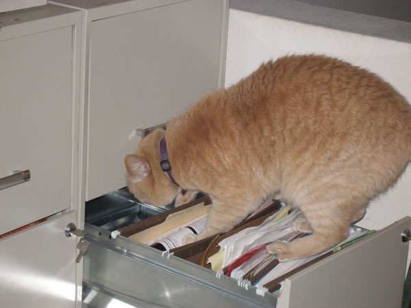 Friday's Amazing Adventures: The filing cat