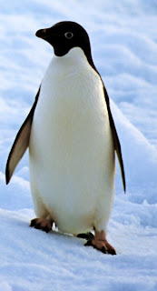 el guanaco: el pinguino