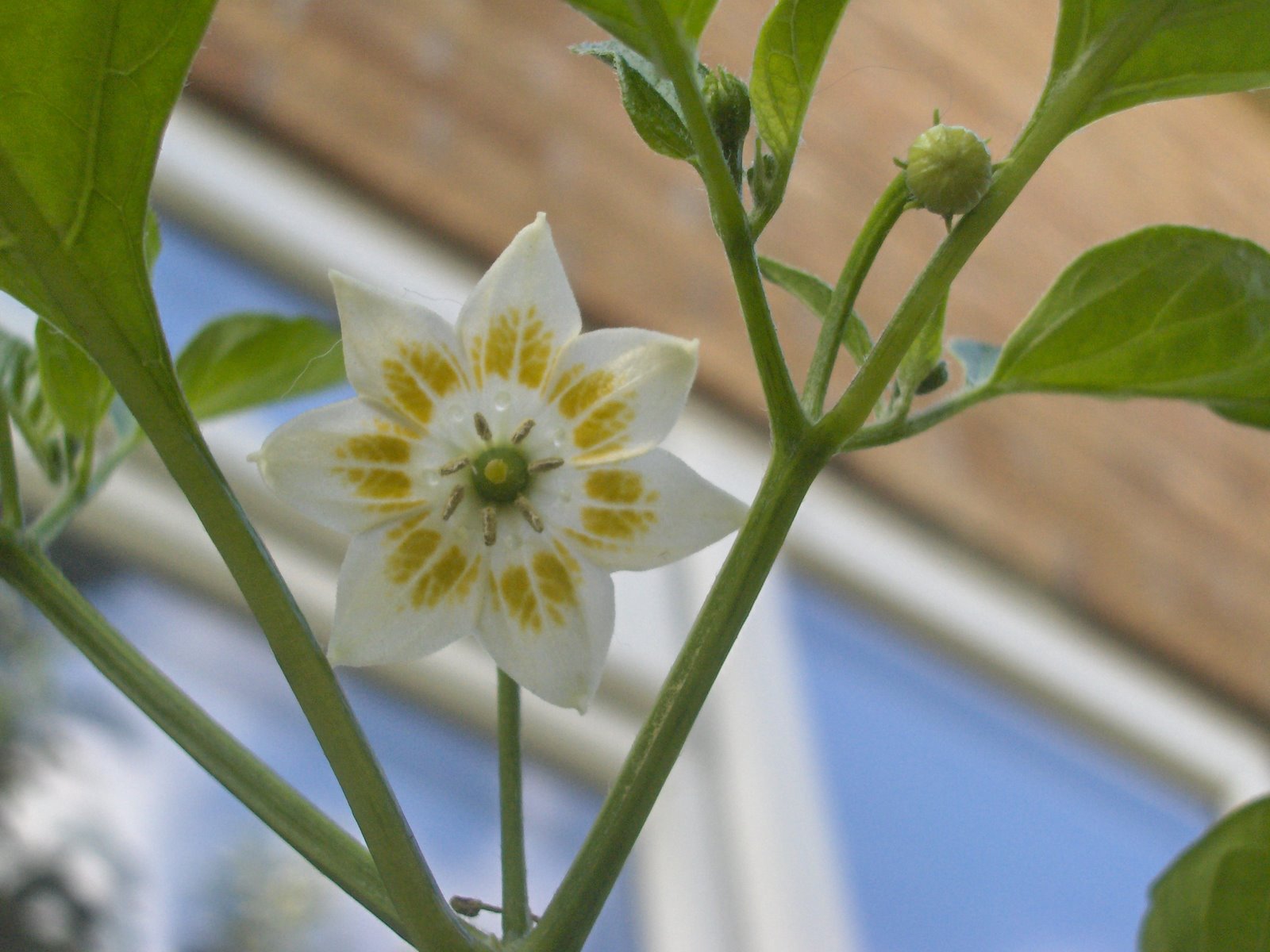 Cultivando Capsicum en el Reino Unido: Flor de la planta de ají