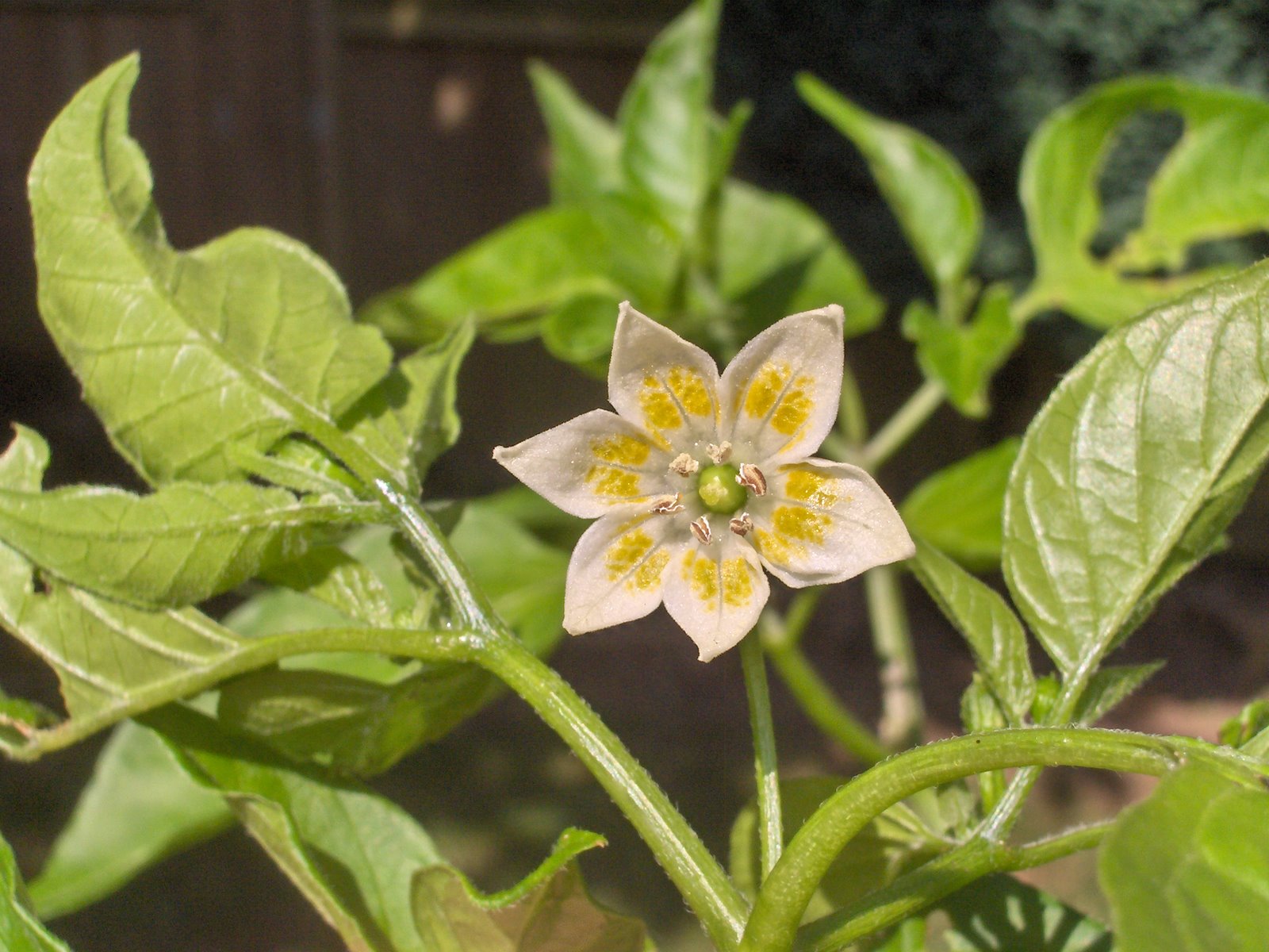 Cultivando Capsicum en el Reino Unido: Flor de Capsicum Baccatum