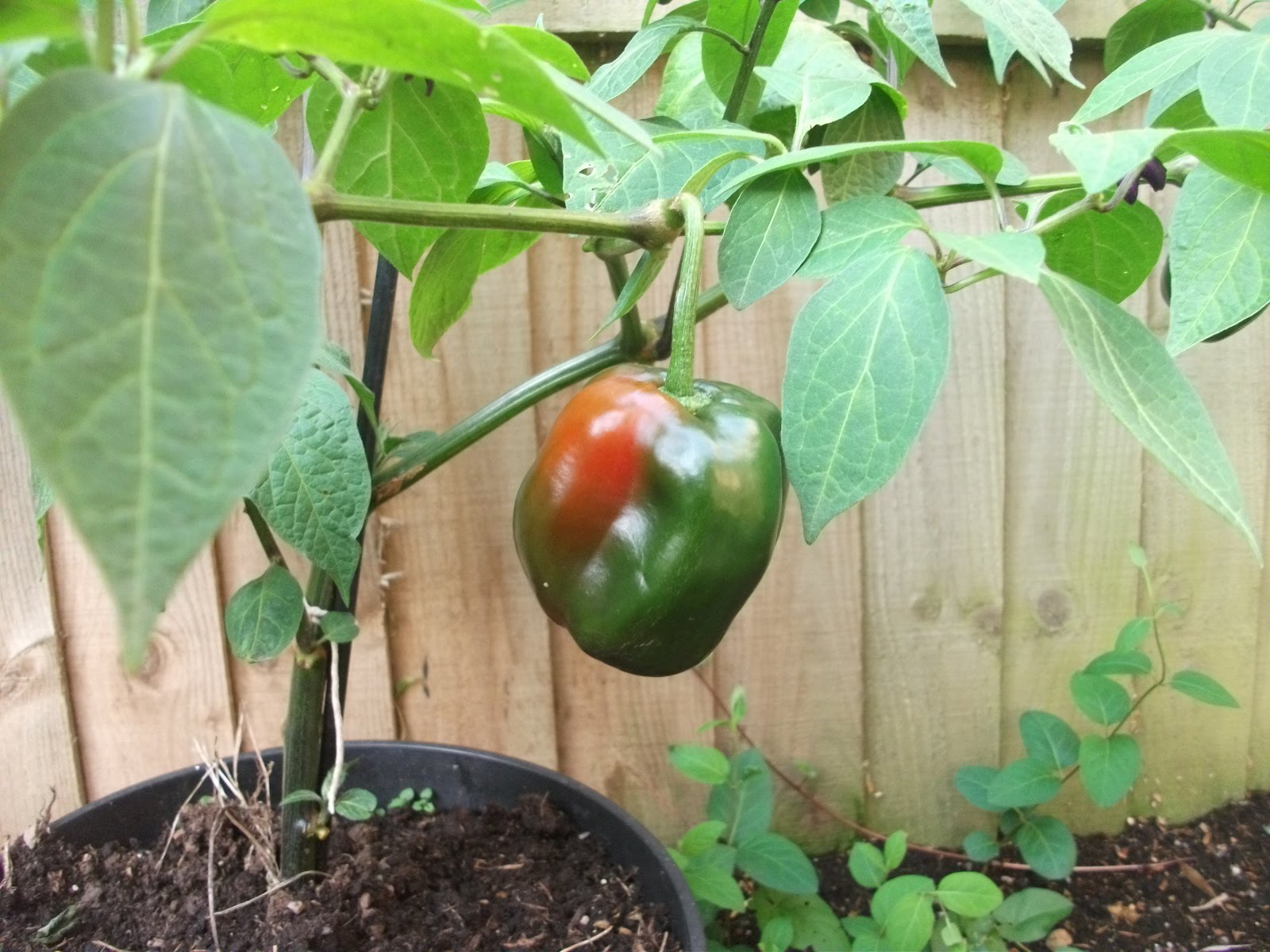 Cultivando Capsicum en el Reino Unido: Rocoto empezando a madurar