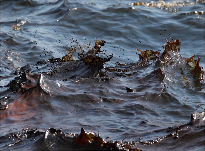 Plaatjes en filmpjes | Dier-en-milieu.jouwweb.nl