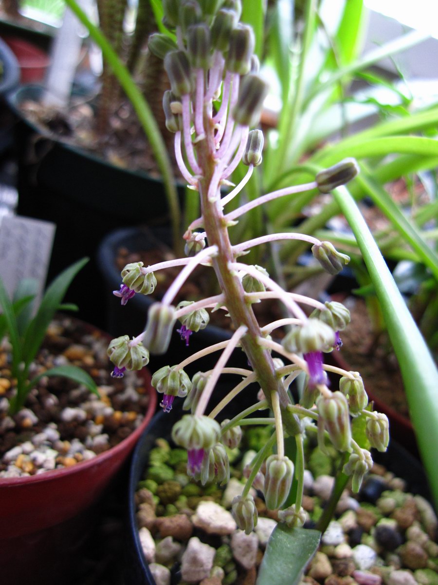あ～すさん的 植物図鑑: Ledebouria sp. Barberton S.A.