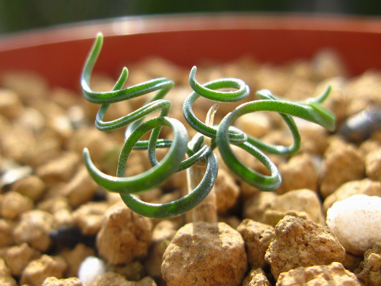 あ～すさん的 植物図鑑: Gethyllis linearis