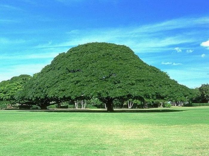 Just Cool Pics: The Most Beautiful Trees Ever