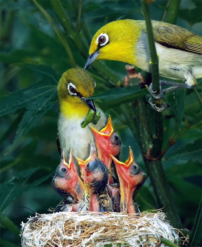 Just Cool Pics: Adorable Examples Of Baby Birds Photography