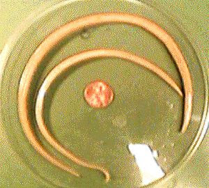 Proyecto Salud: endoparasito