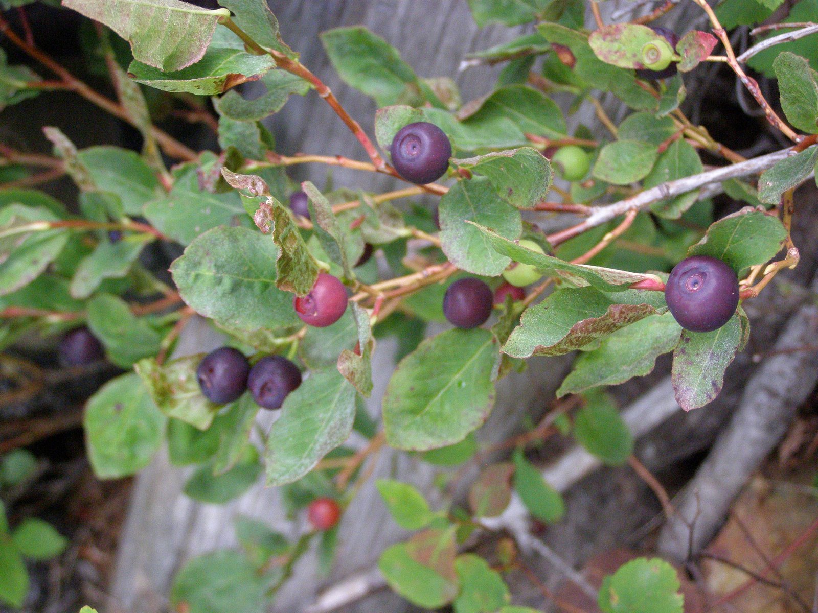 The Cranbrook Guardian: Huckleberries