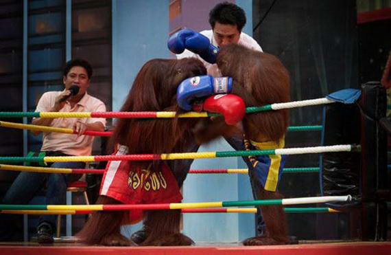 Peak Show: Popular Chimpanzee Boxing Show in Bangkok