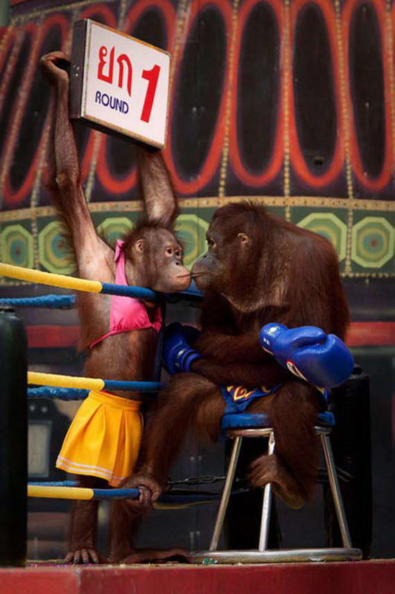 Peak Show: Popular Chimpanzee Boxing Show in Bangkok