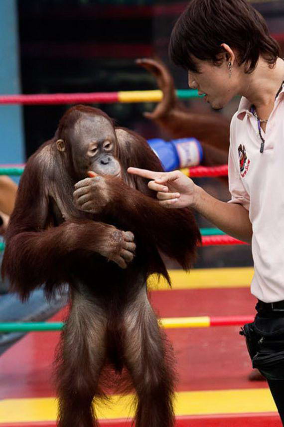 Peak Show: Popular Chimpanzee Boxing Show in Bangkok
