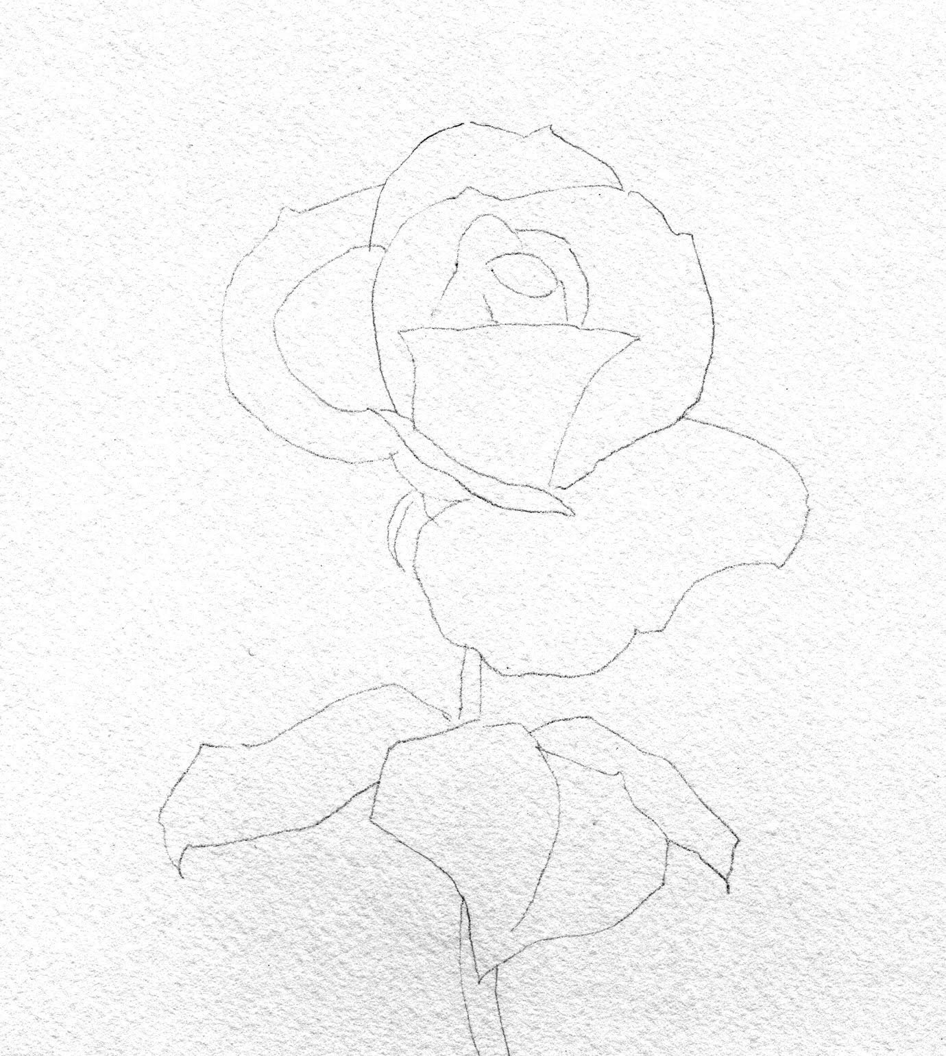 Barbara Fox Art Studio: Painting Tutorial- "Perfectly Pink" rose