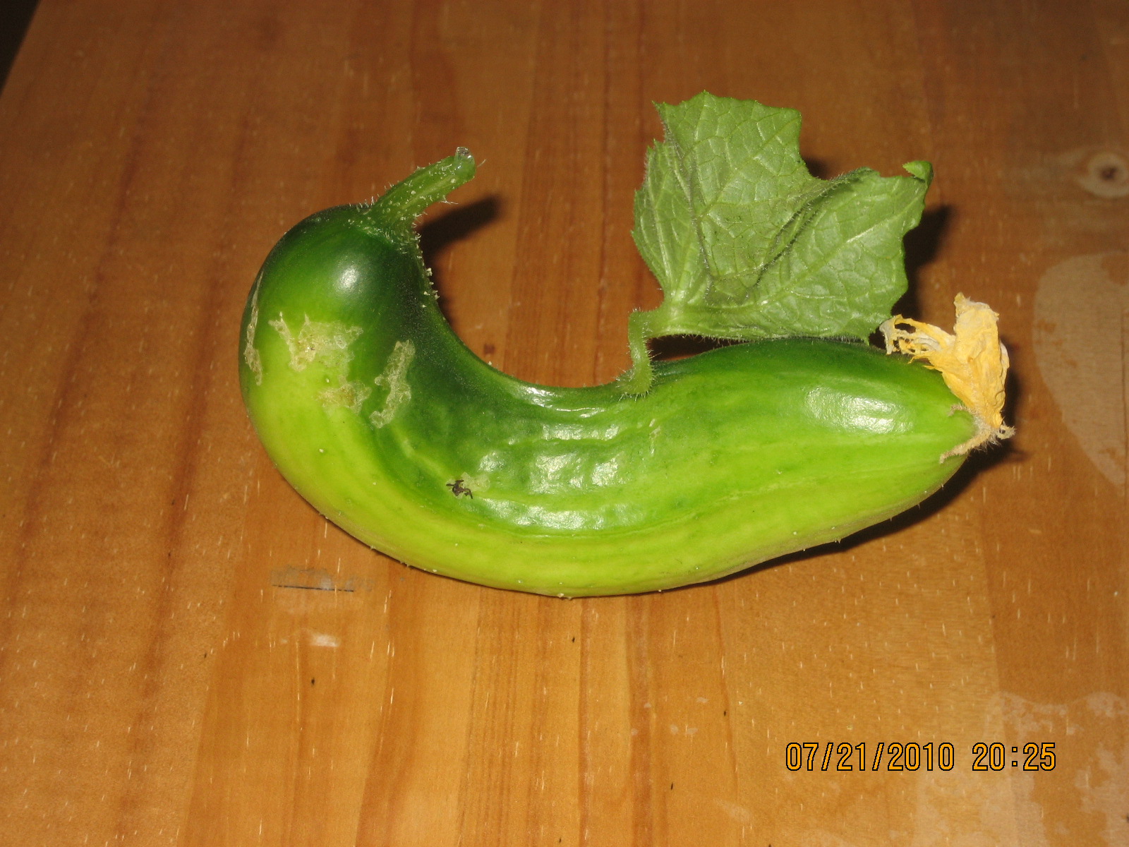 Brindavan in the Bay Area: Weirdo stuff from our garden