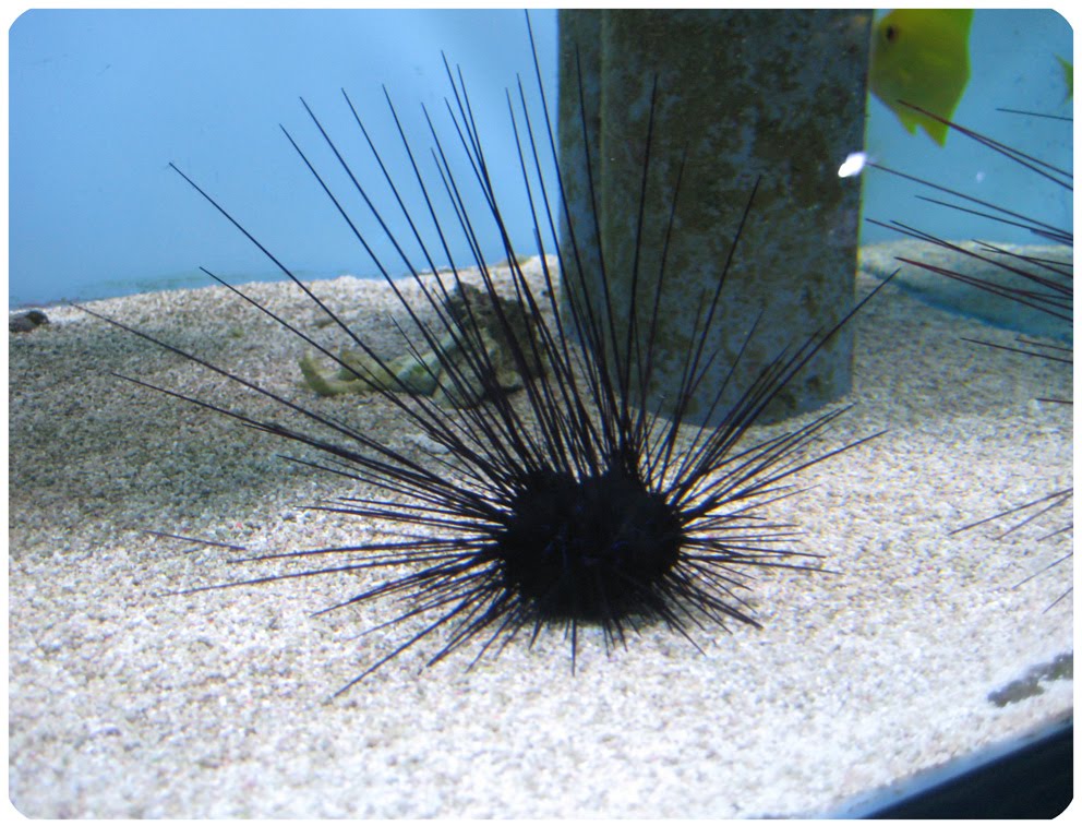 dropstitch: messing about on the water