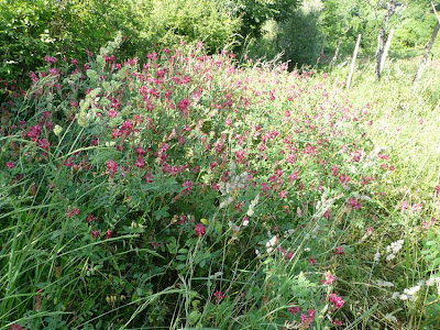 ecomondo: giugno 2010
