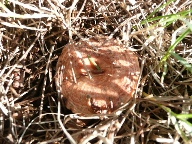 ecomondo: Lactarius Vinosus