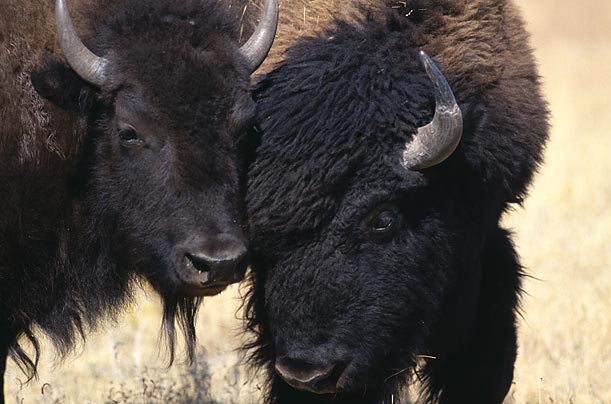 Wonderful Webs of Wonders